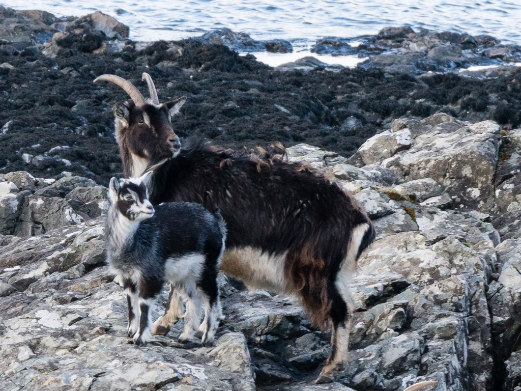 Mull Wildlife - Mull Magic Wildlife Walks